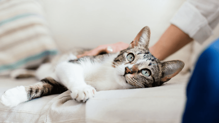 11 Things To Consider Before Buying A Cat – | Baby Gizmo